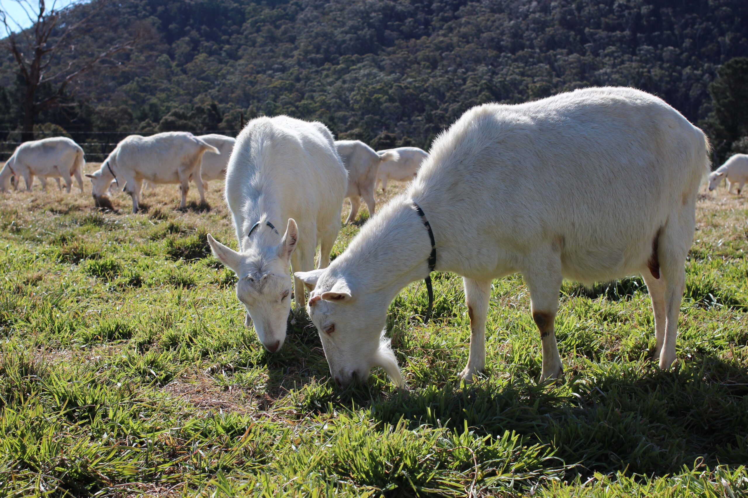 Book a Jannei experience | Jannei Goat Dairy