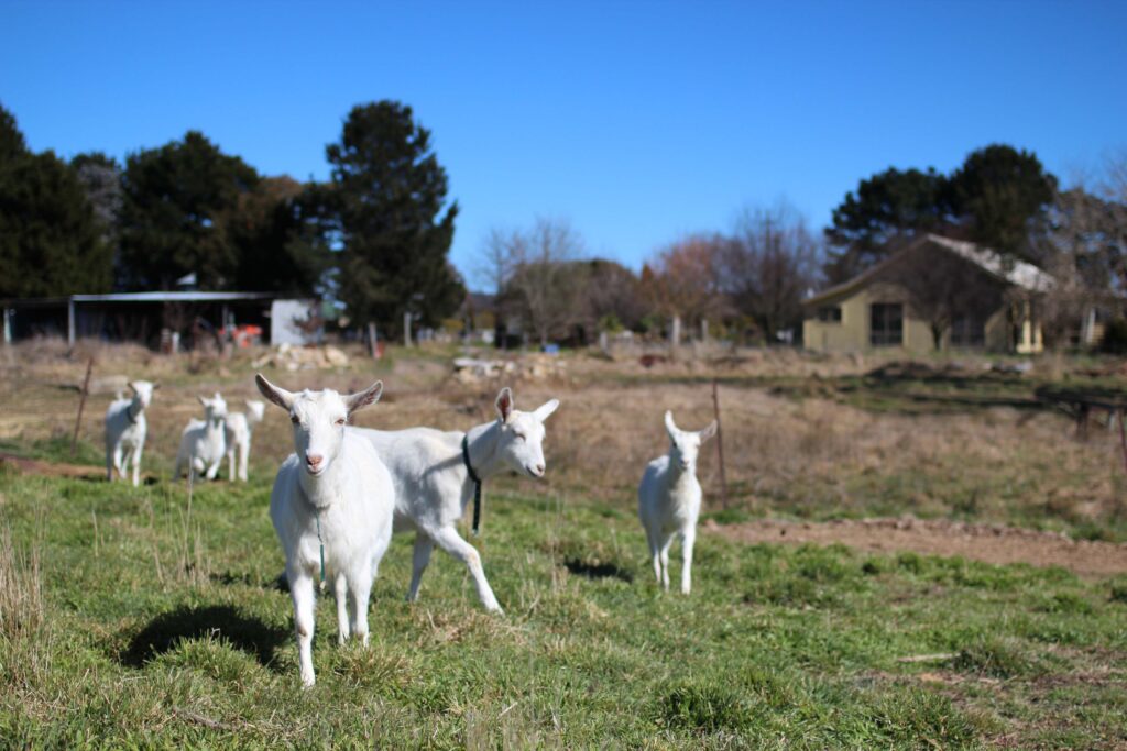Book a Jannei experience | Jannei Goat Dairy